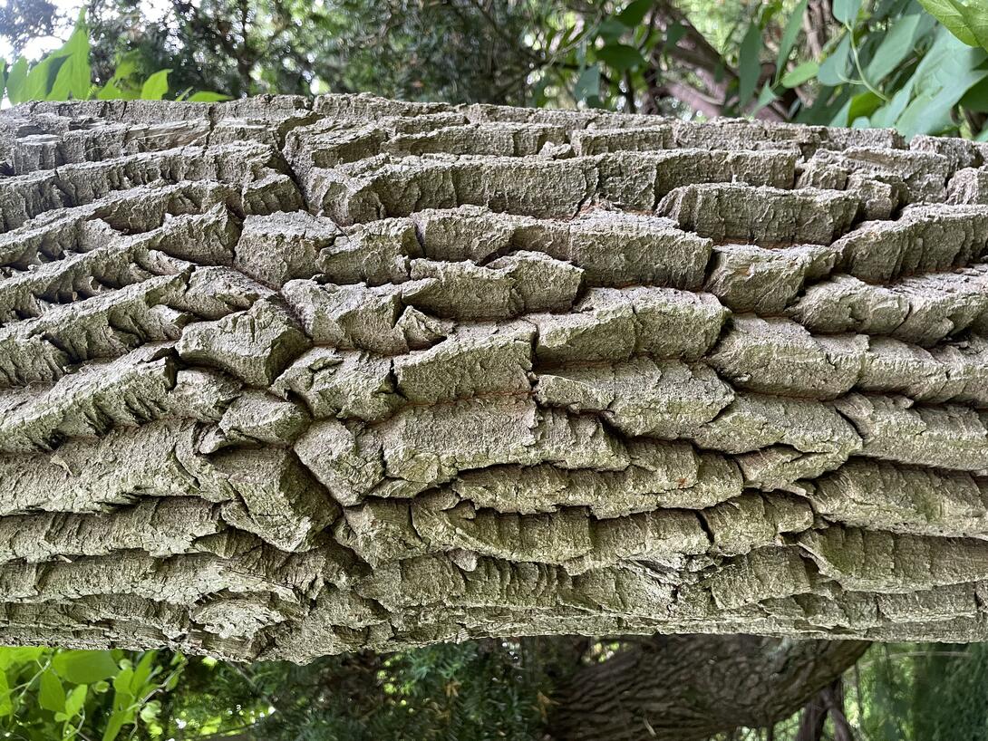 Sourwood | CMP Tree Selection Tool